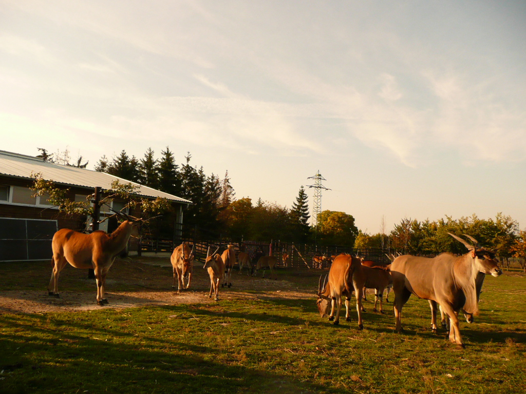 Antilopa losí | Katedra chovu zvířat a potravinářství v tropech